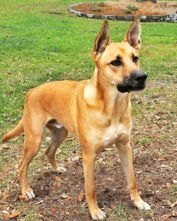 24 Belgian Malinois Mixes to Know (With Pictures)
