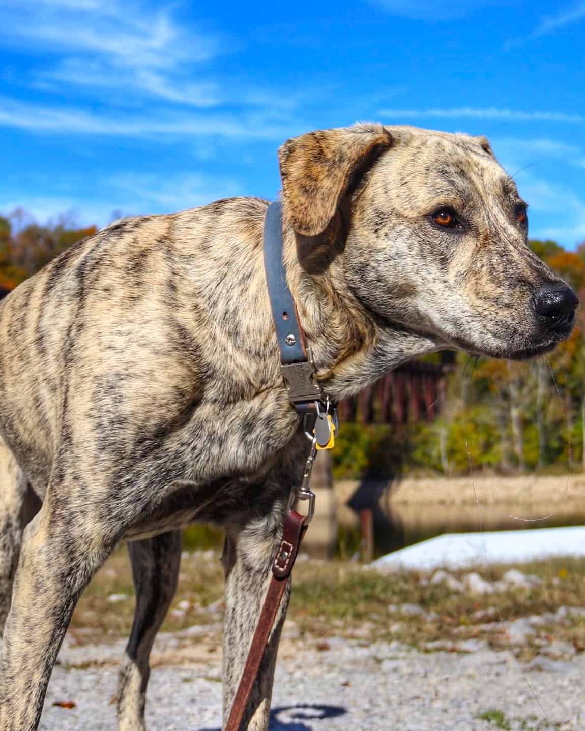 41 Unique Catahoula Leopard Dog Mixes (With Pictures)