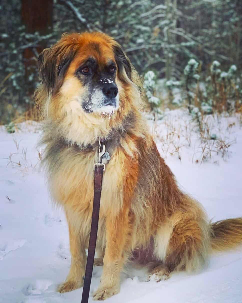 45 Unique Akita Mixes: An Ultimate Guide (With Pictures)