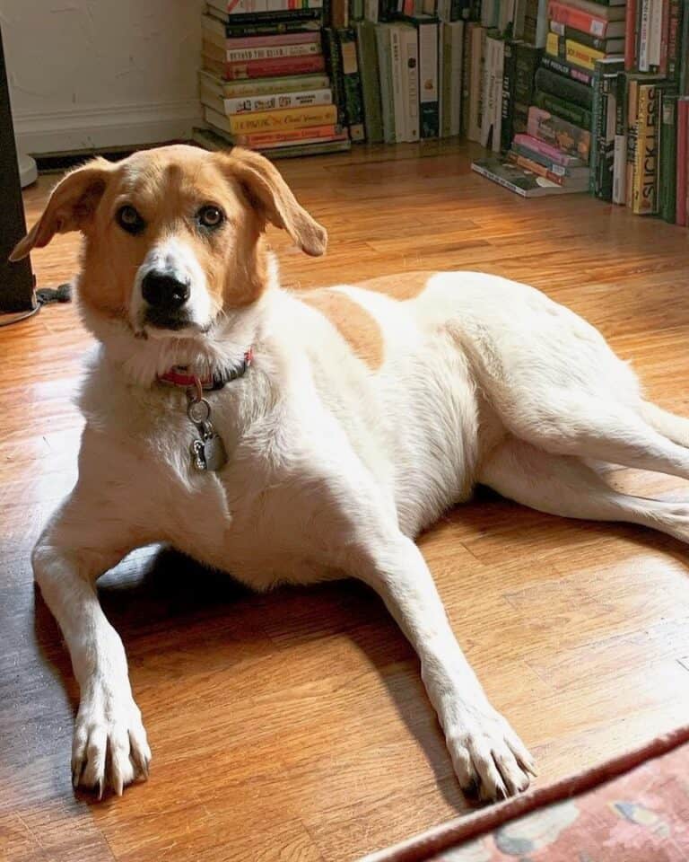 21 Beautiful Brittany Spaniel Mixes to Discover (With Pictures)