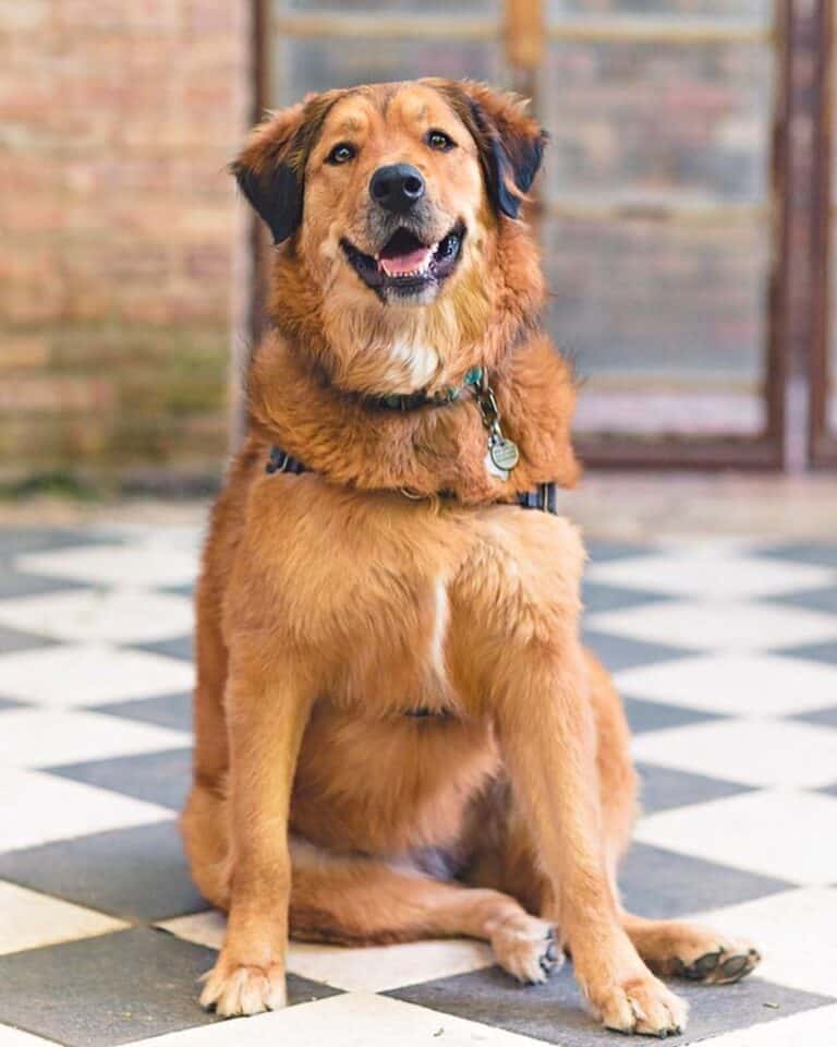 28 Great Pyrenees Mixed Breeds (With Pictures)
