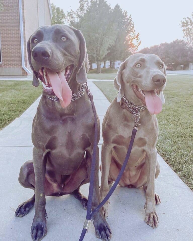 22 Beautiful Weimaraner Mixes You'll Love (With Pictures)