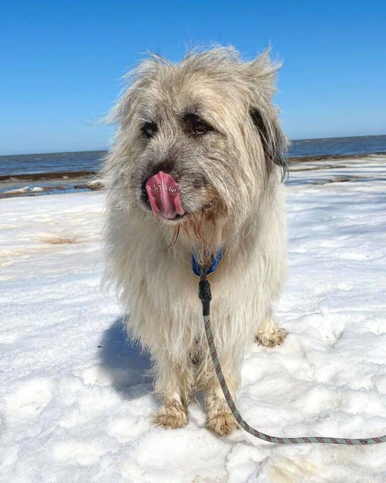 28 Great Pyrenees Mixed Breeds (With Pictures)