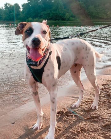 Greyhound Mixes: 24 Skinny Crossbreeds (With Pictures)