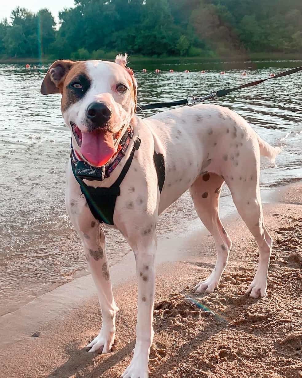 Greyhound Mixes: 24 Skinny Crossbreeds (With Pictures)