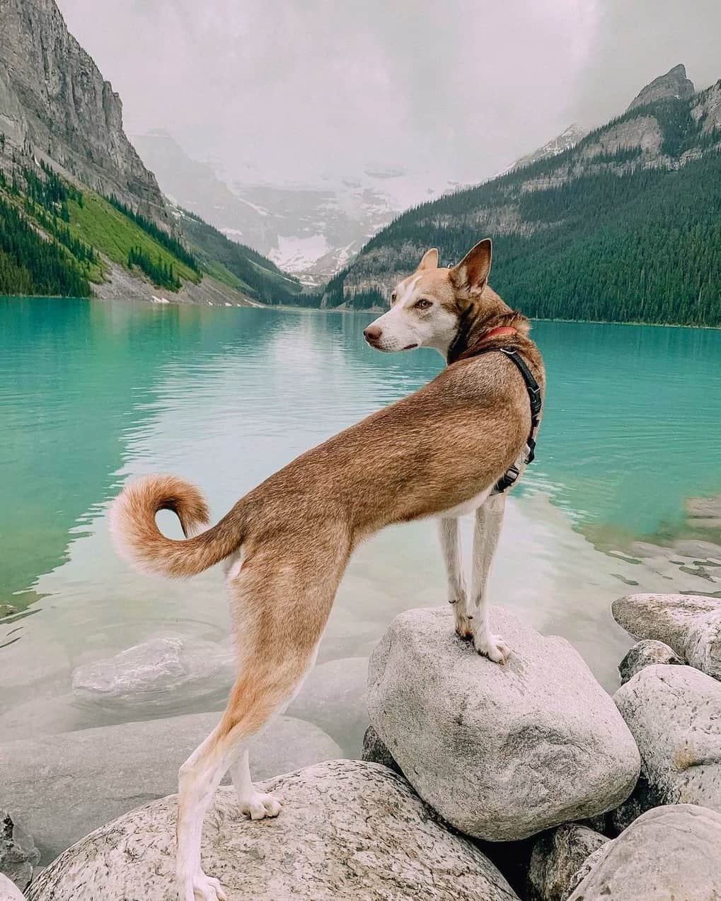 Greyhound Mixes: 24 Skinny Crossbreeds (With Pictures)