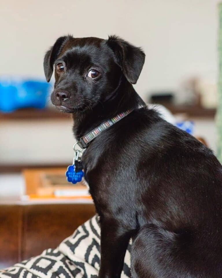 Greyhound Mixes: 24 Skinny Crossbreeds (With Pictures)