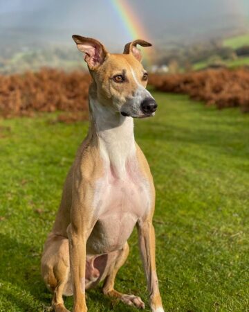 35 Whippet Mixes: A Complete Guide (With Pictures)