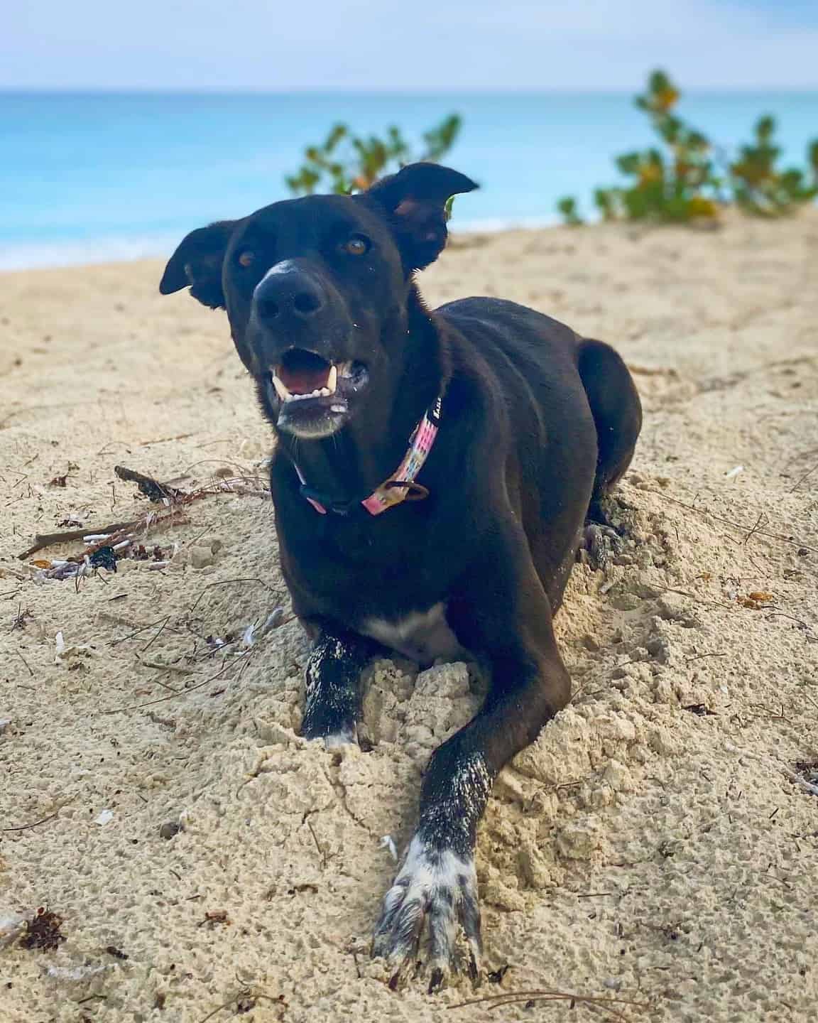 Greyhound Mixes: 24 Skinny Crossbreeds (With Pictures)