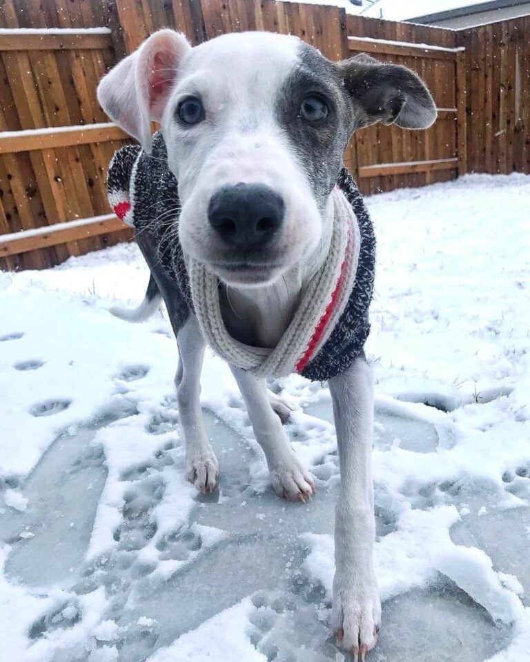 Greyhound Mixes: 24 Skinny Crossbreeds (With Pictures)