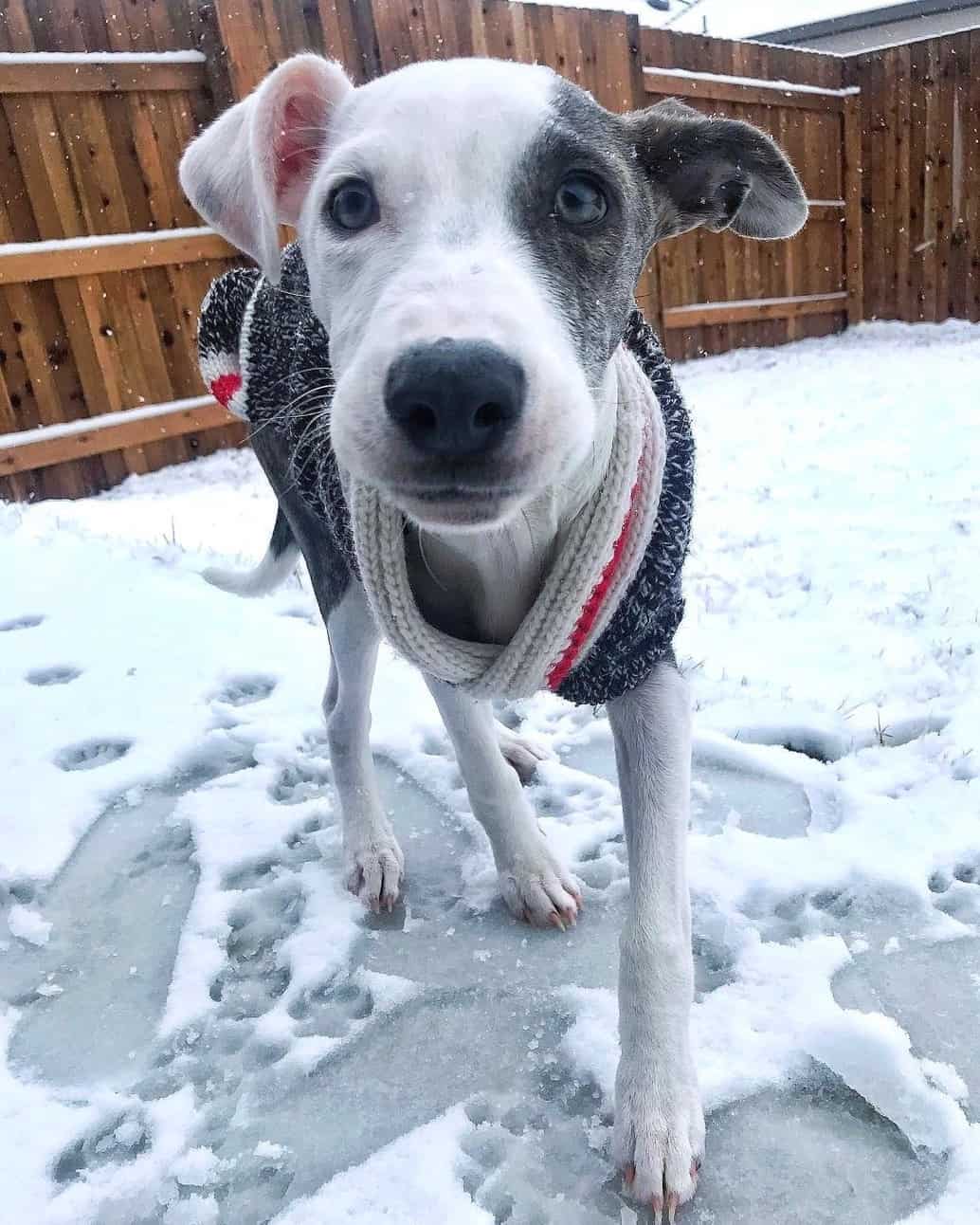 Greyhound Mixes: 24 Skinny Crossbreeds (With Pictures)