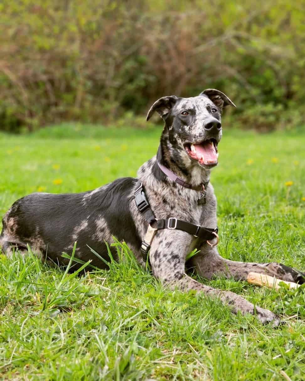 Greyhound Mixes: 24 Skinny Crossbreeds (With Pictures)