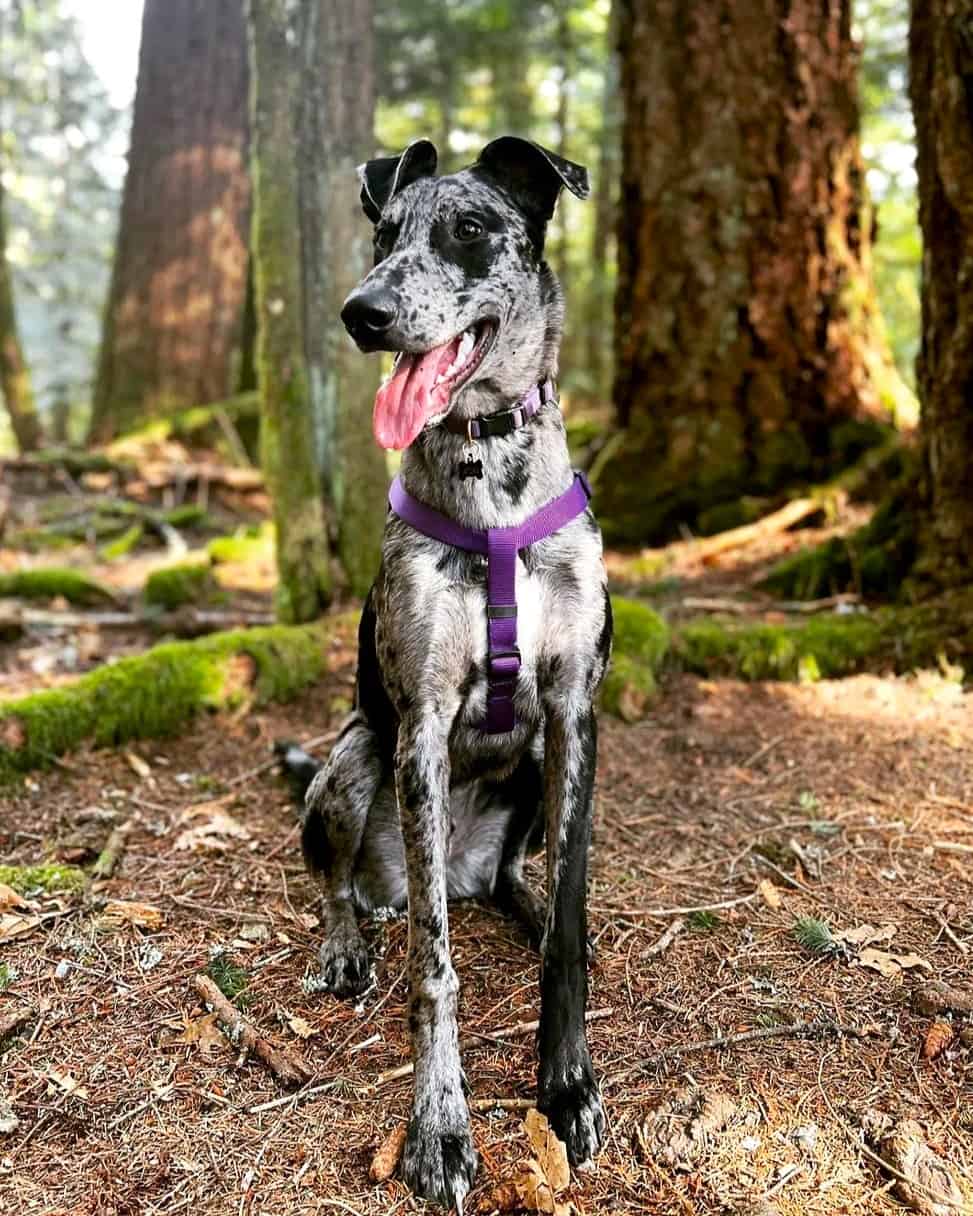 41 Unique Catahoula Leopard Dog Mixes (With Pictures)