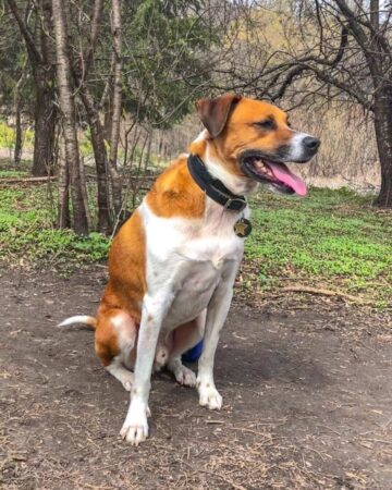 21 Beautiful Brittany Spaniel Mixes to Discover (With Pictures)