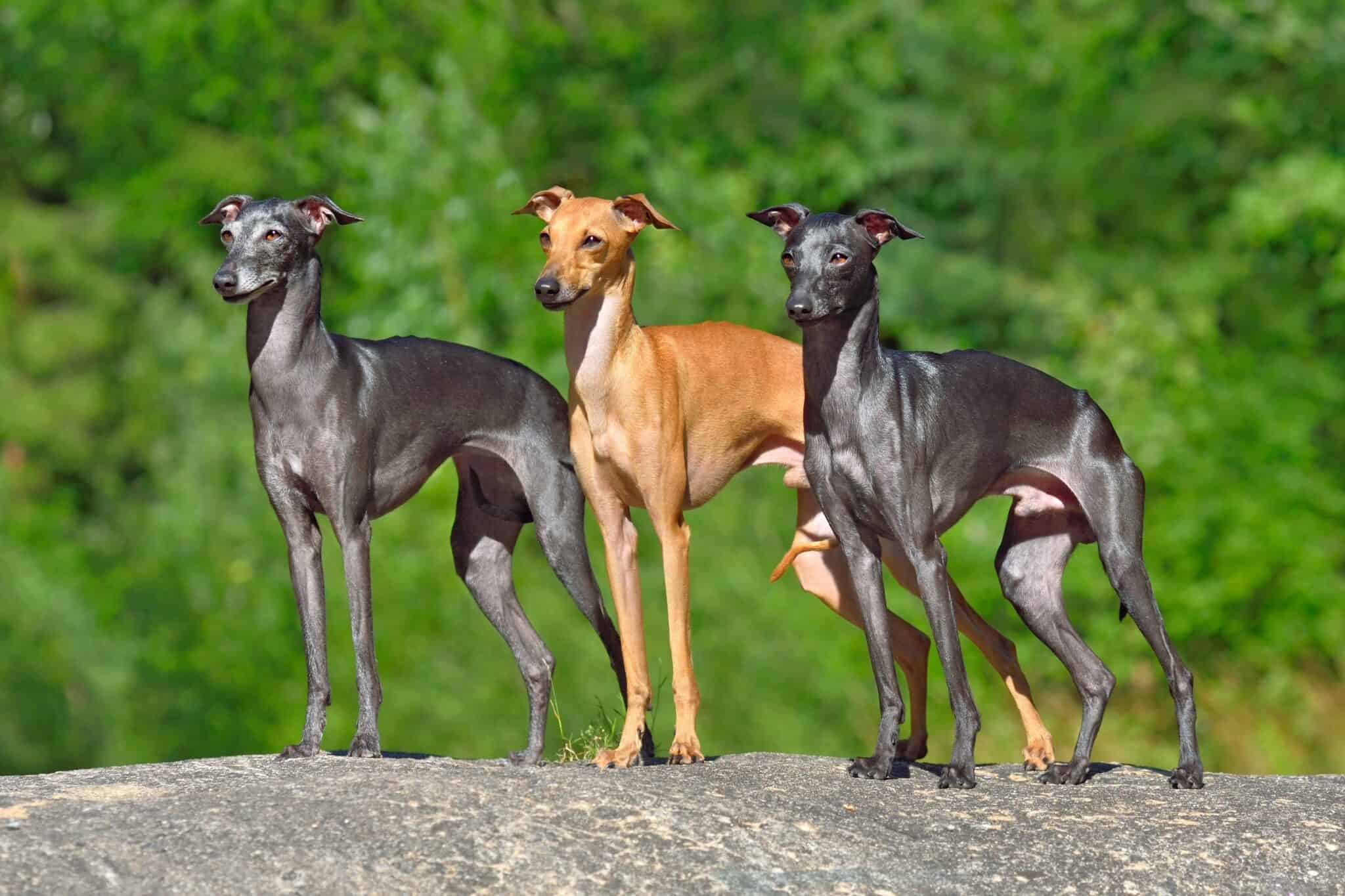 Greyhound Mixes: 24 Skinny Crossbreeds (With Pictures)