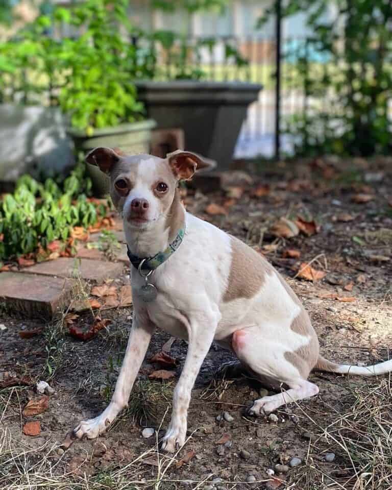 Greyhound Mixes: 24 Skinny Crossbreeds (With Pictures)