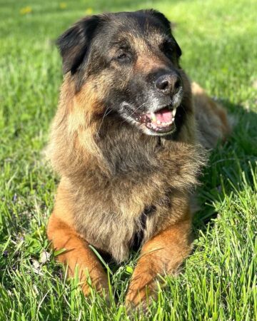 28 Chow Chow Mixes to Brighten Your Day (With Pictures)