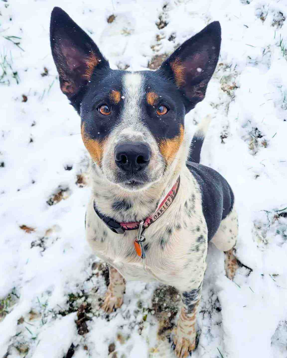 41 Unique Catahoula Leopard Dog Mixes (With Pictures)