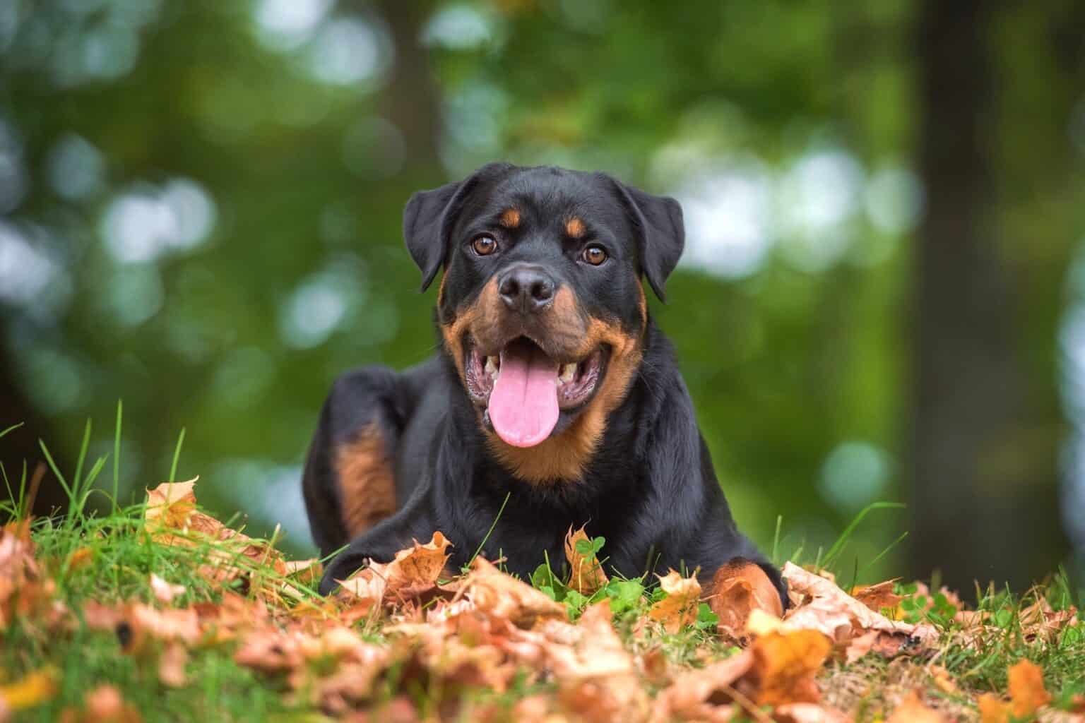 10 Best Rottweiler Breeders (2025 Updated) - Happy Dog Breeds