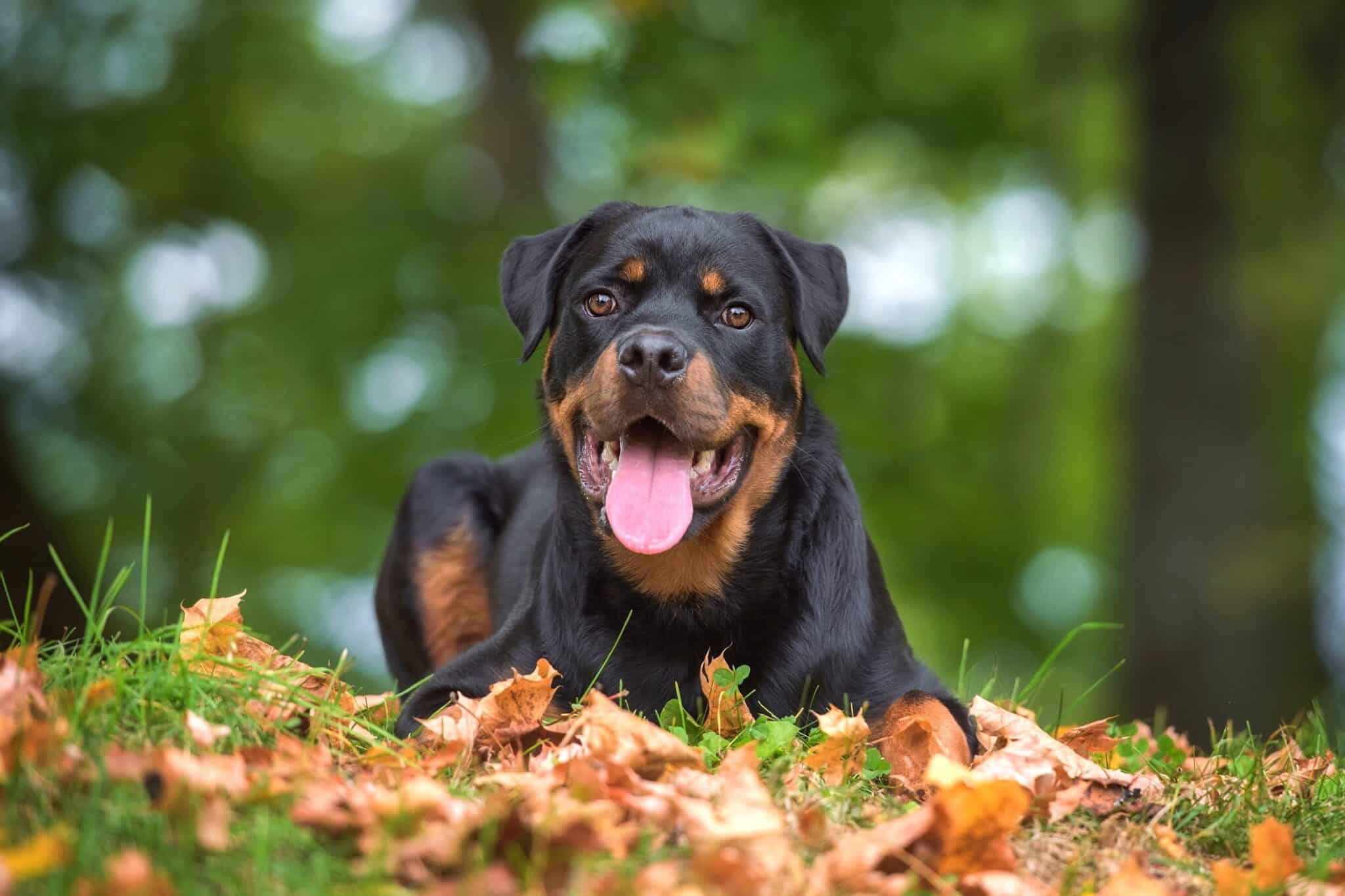 10 Best Rottweiler Breeders (2025 Updated) - Happy Dog Breeds