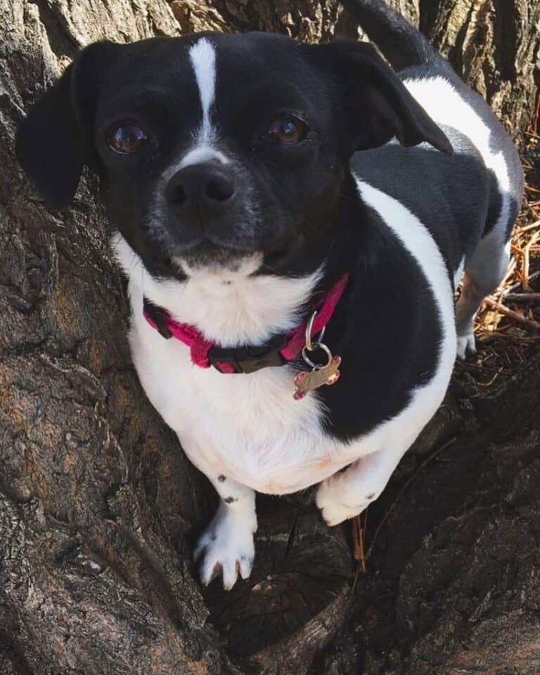 30 Cute Havanese Mixes You'll Love! (With Pictures)