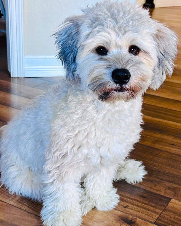 30 Cute Havanese Mixes You'll Love! (With Pictures)