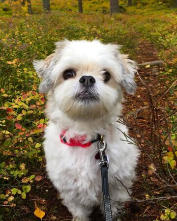 30 Cute Havanese Mixes You'll Love! (With Pictures)