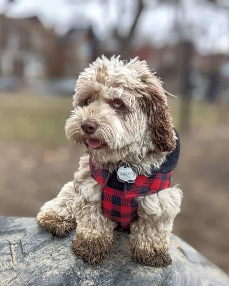 48 Adorable Cocker Spaniel Mixes (With Pictures)