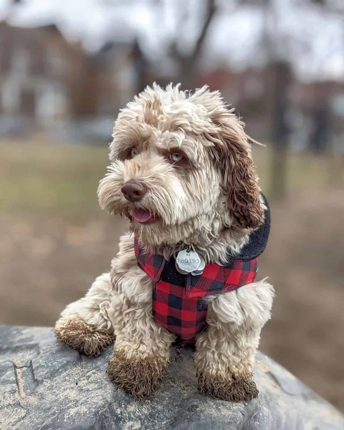 48 Adorable Cocker Spaniel Mixes (With Pictures)