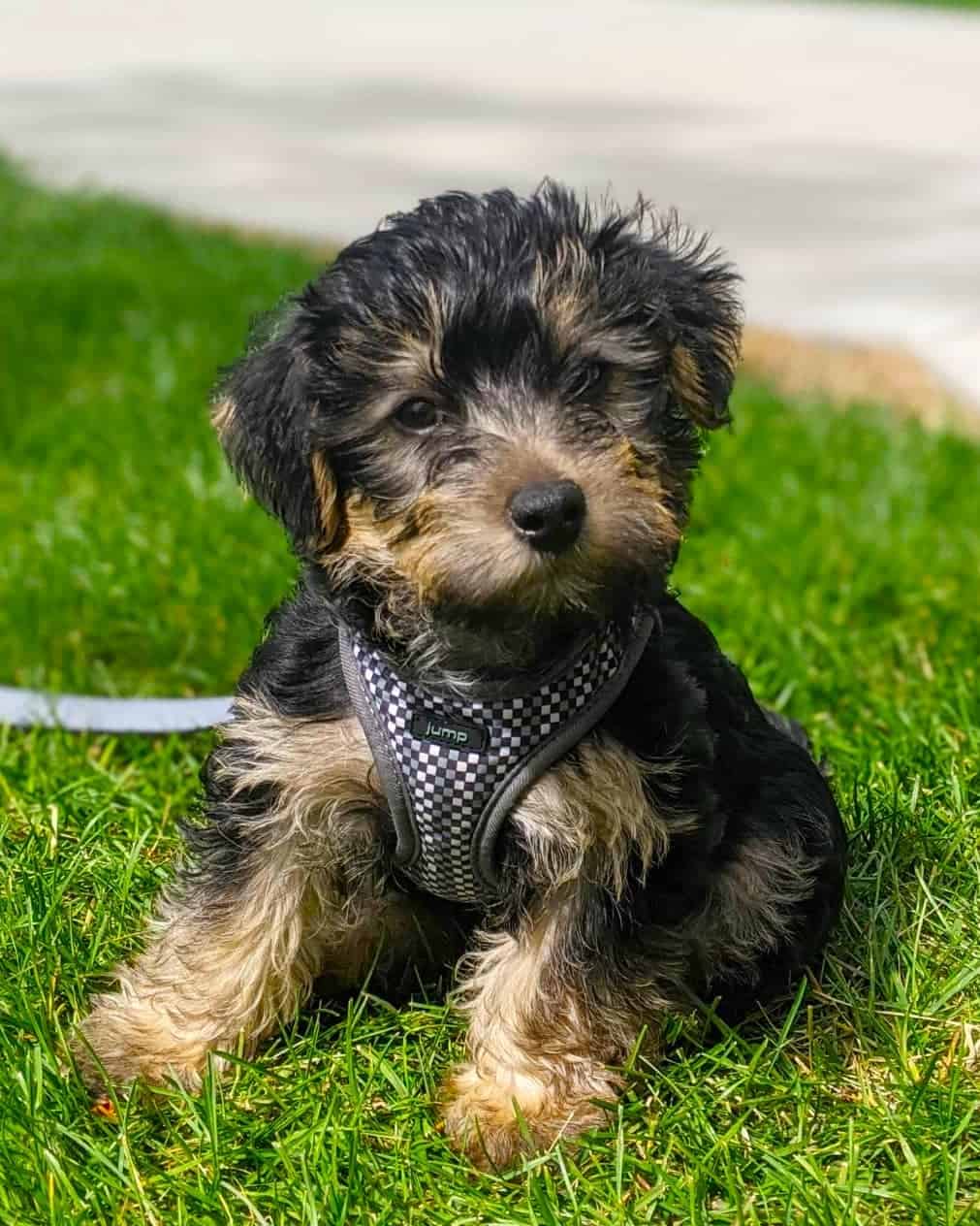 30 Cute Havanese Mixes You'll Love! (With Pictures)