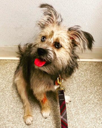 30 Cute Havanese Mixes You'll Love! (With Pictures)