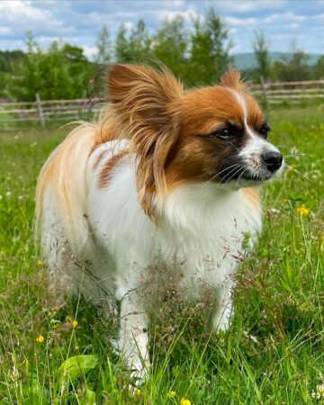 30 Cute Havanese Mixes You'll Love! (With Pictures)