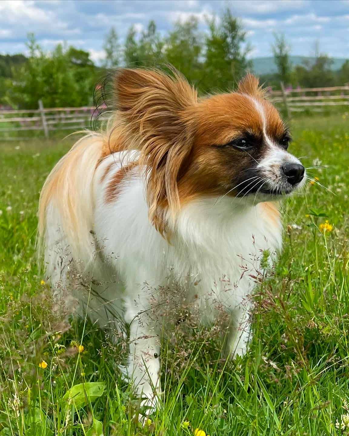 30 Cute Havanese Mixes You'll Love! (With Pictures)