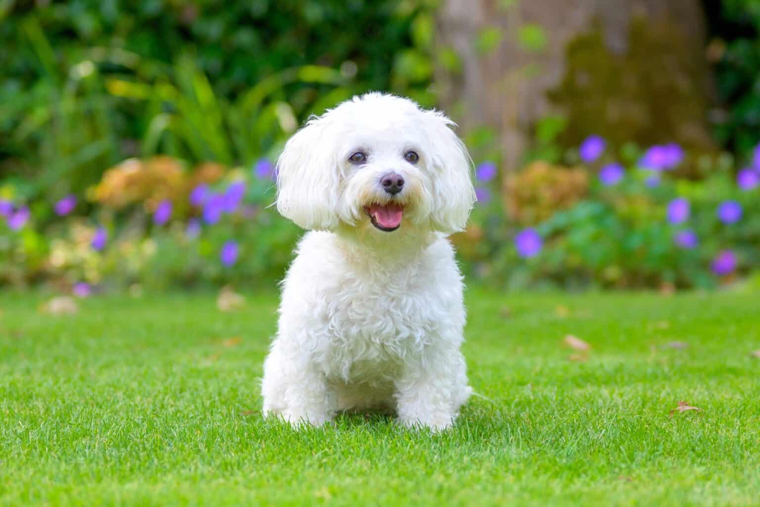 30 Cute Havanese Mixes You'll Love! (With Pictures)