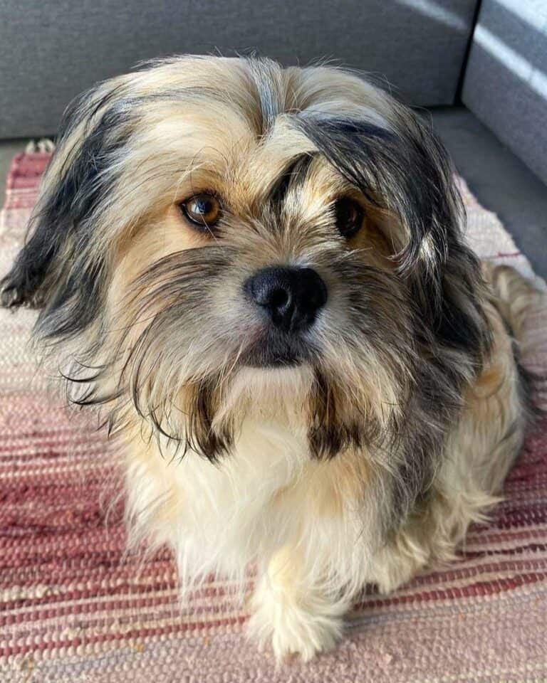 30 Cute Havanese Mixes You'll Love! (With Pictures)