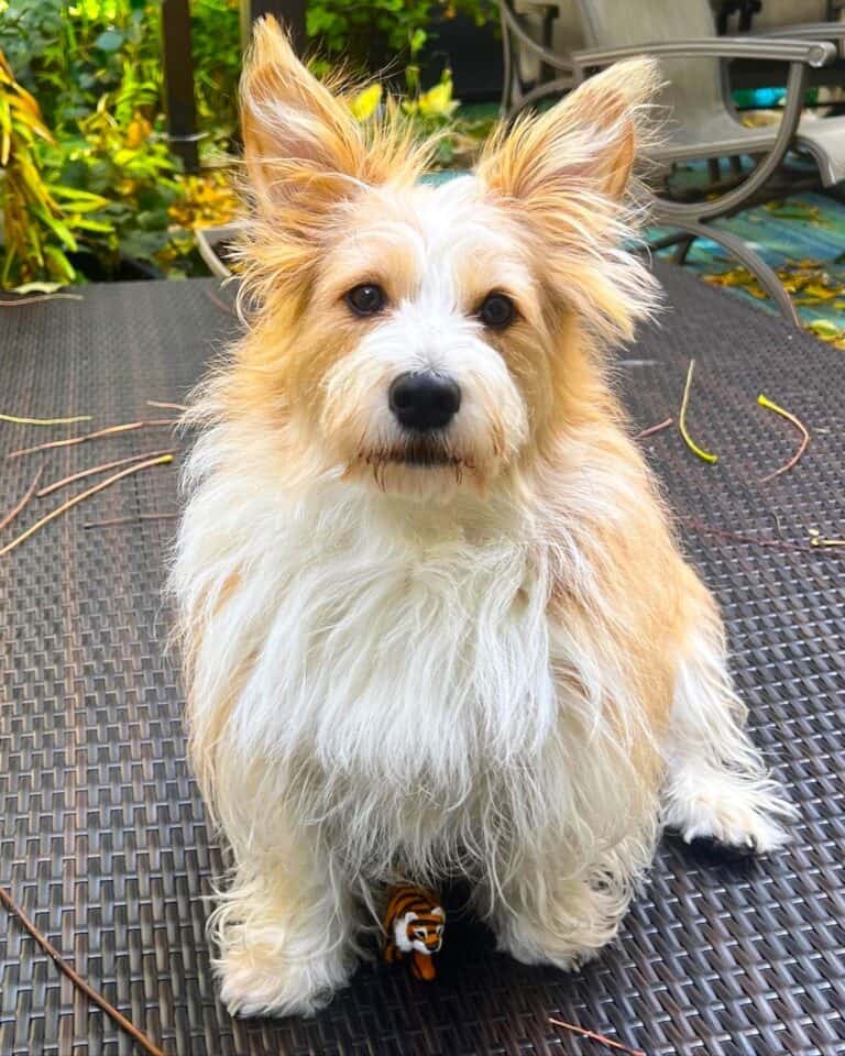 30 Cute Havanese Mixes You'll Love! (With Pictures)