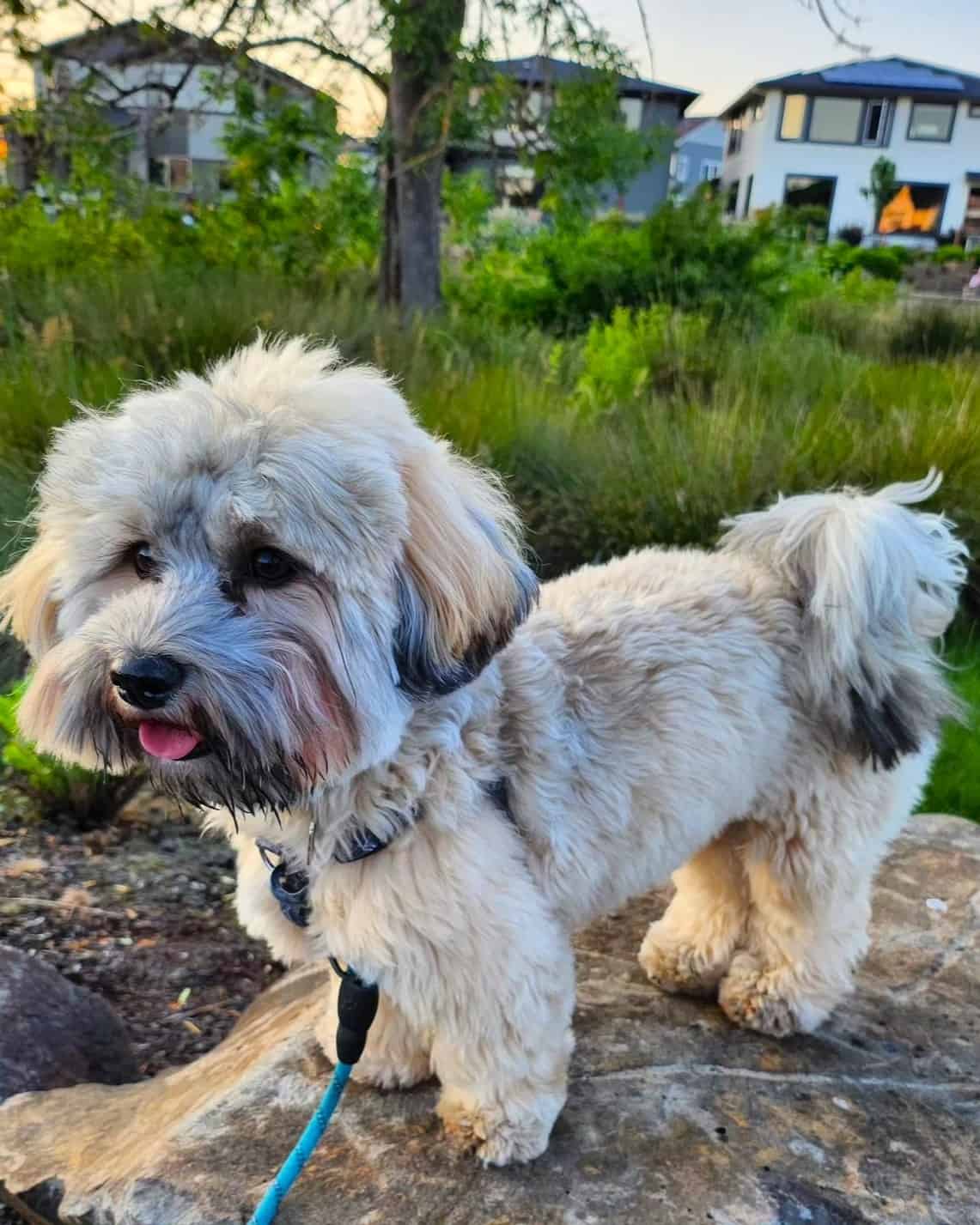 30 Cute Havanese Mixes You'll Love! (With Pictures)