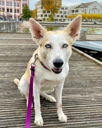 35 Whippet Mixes: A Complete Guide (With Pictures)