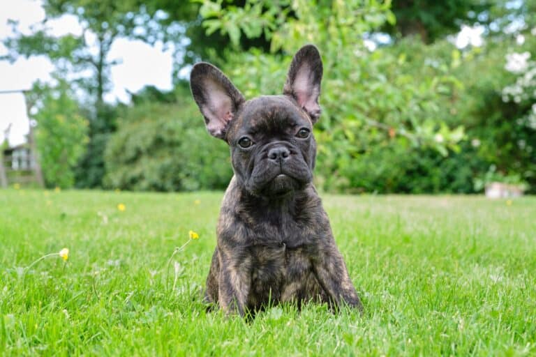 How Much Does a French Bulldog Cost? (2026 Updated)