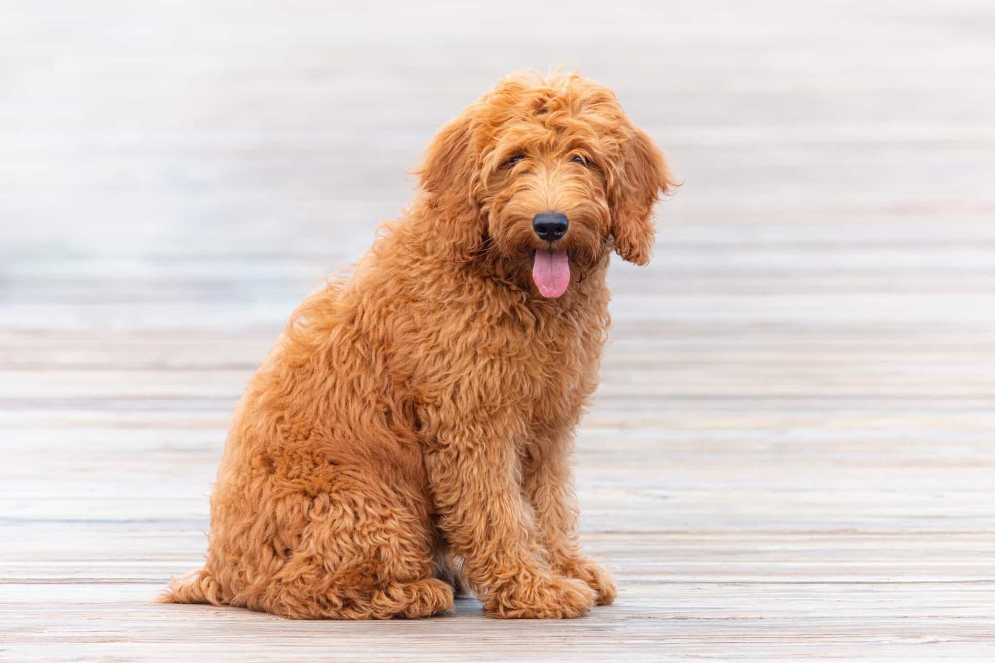 How Much Does a Goldendoodle Cost? (2026 Updated)