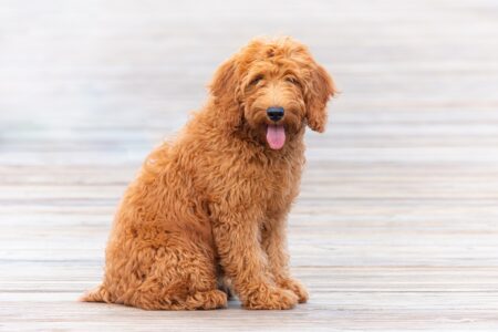 How Much Does a Goldendoodle Cost? (2026 Updated)