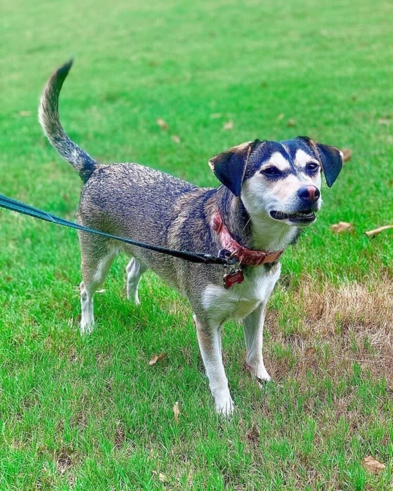 53 Most Adorable Jack Russell Terrier Mixes (With Pictures)