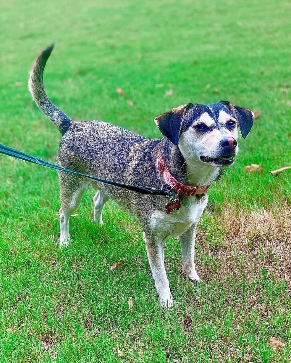 53 Most Adorable Jack Russell Terrier Mixes (With Pictures)