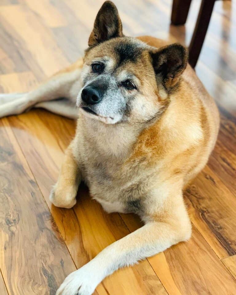 45 Unique Akita Mixes: An Ultimate Guide (With Pictures)