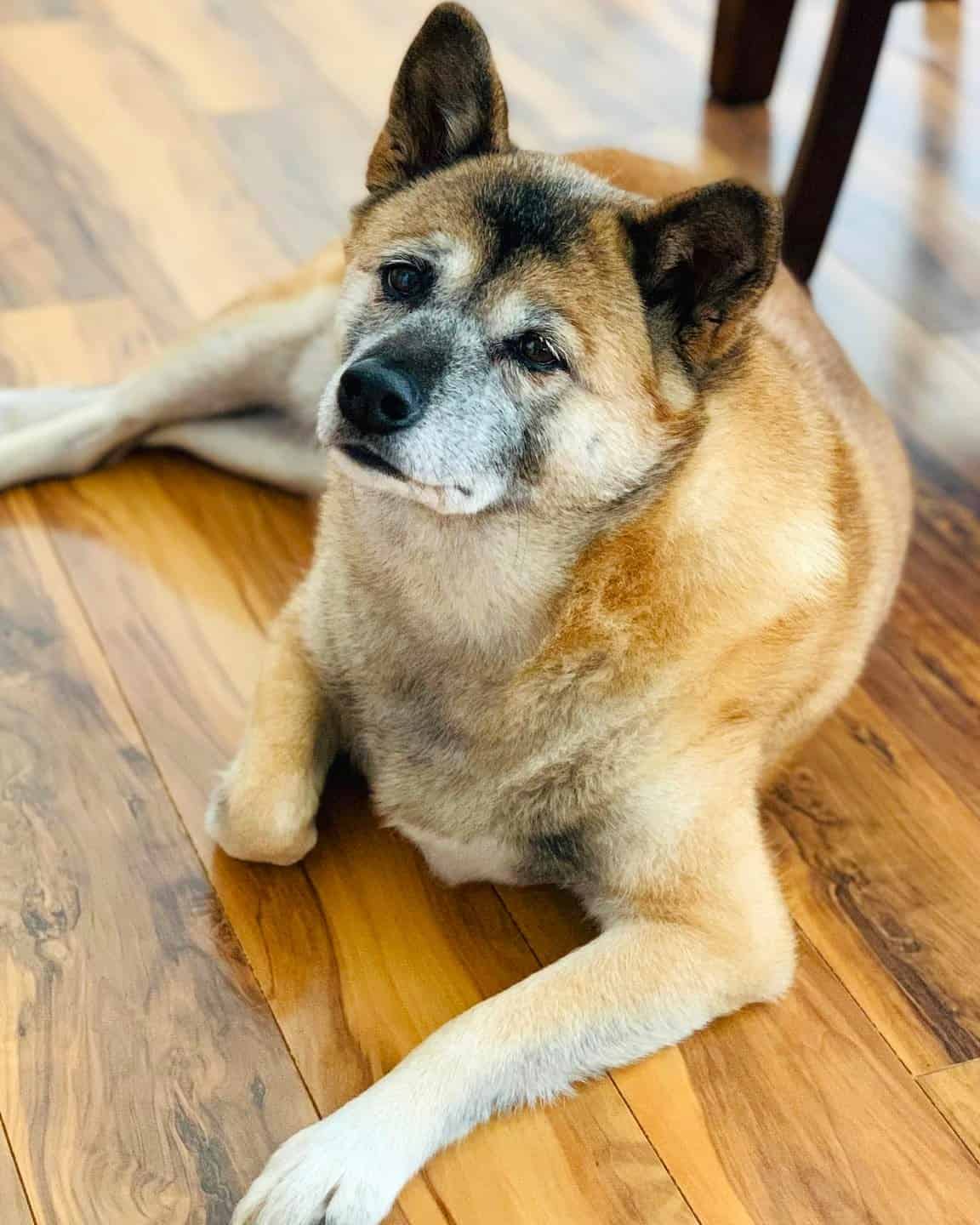 45 Unique Akita Mixes: An Ultimate Guide (With Pictures)