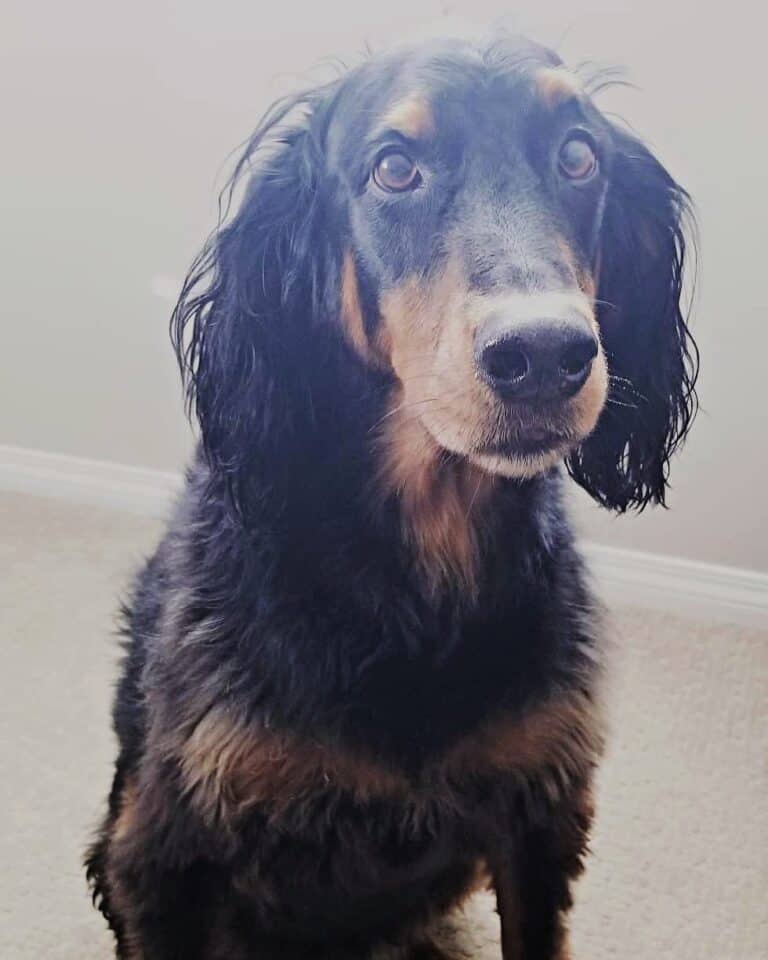 11 Unique Irish Setter Mixes You'll Love (With Pictures)