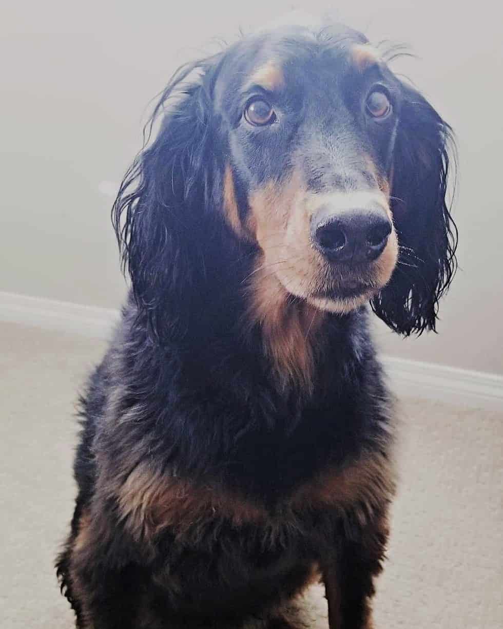 11 Unique Irish Setter Mixes You'll Love (With Pictures)