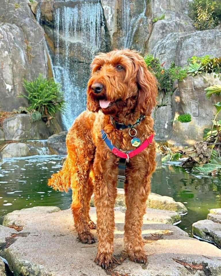 11 Unique Irish Setter Mixes You'll Love (With Pictures)