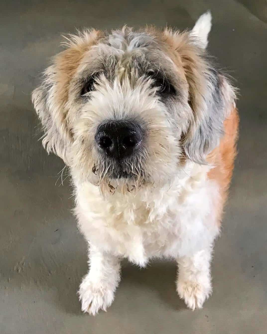 Saint Bernard Mixes: 37 Giant Crossbreeds (With Pictures)
