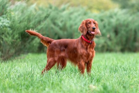 11 Unique Irish Setter Mixes You'll Love (With Pictures)